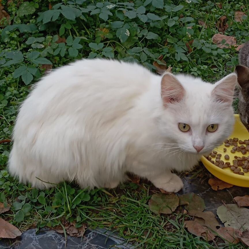 Белоснежная красавица ищет свой дом