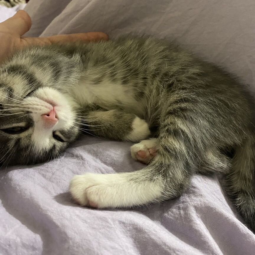 Котёнок в добрые руки