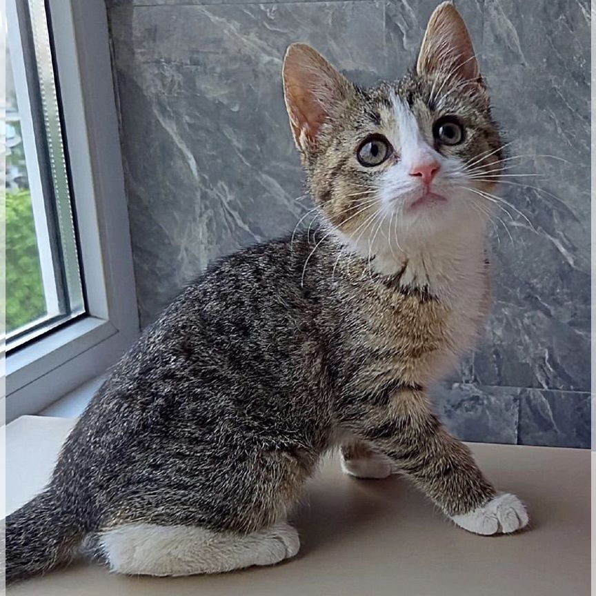 Котёнок в добрые руки