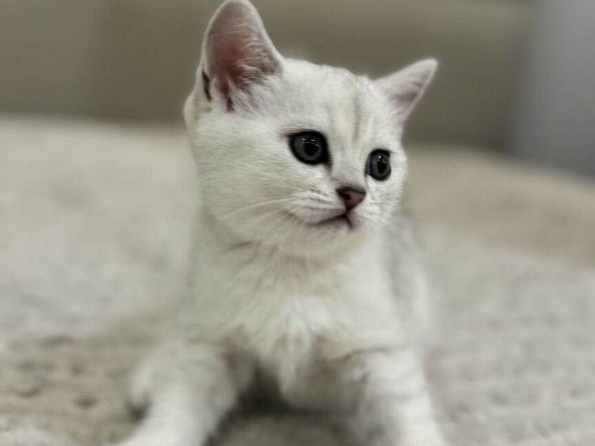 Шотландские котята серебристая шиншилла