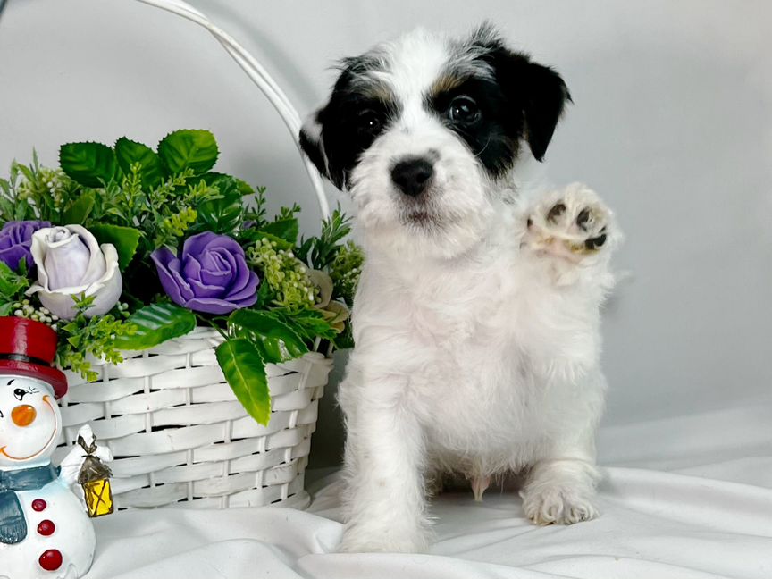 Джек Расселл терьер мальчик