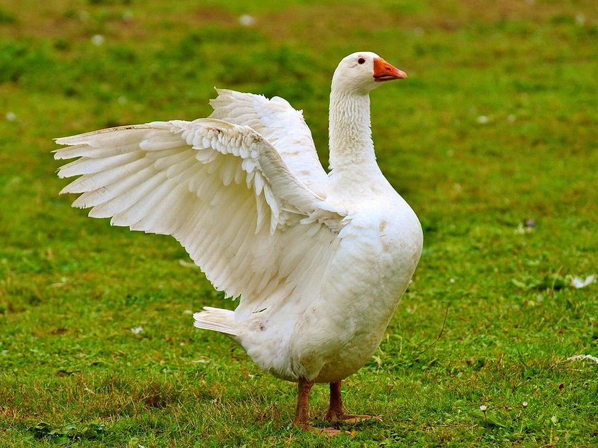 Гусак (белая башкирская)