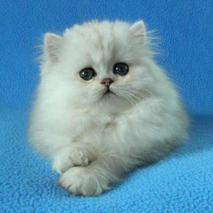 Британские котята