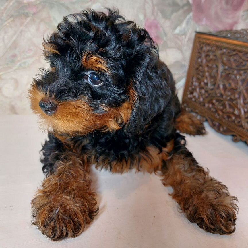 Мальтипу f1 девочка в окрасе phantom