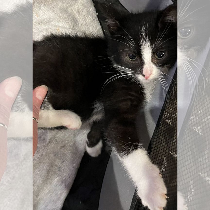 Котёнок в добрые руки