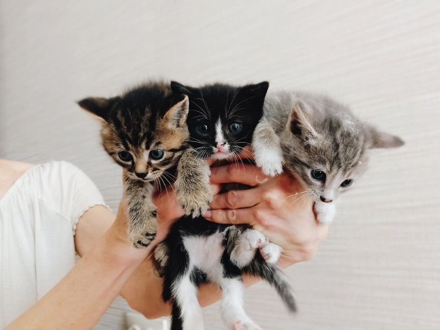 Котята в добрые руки