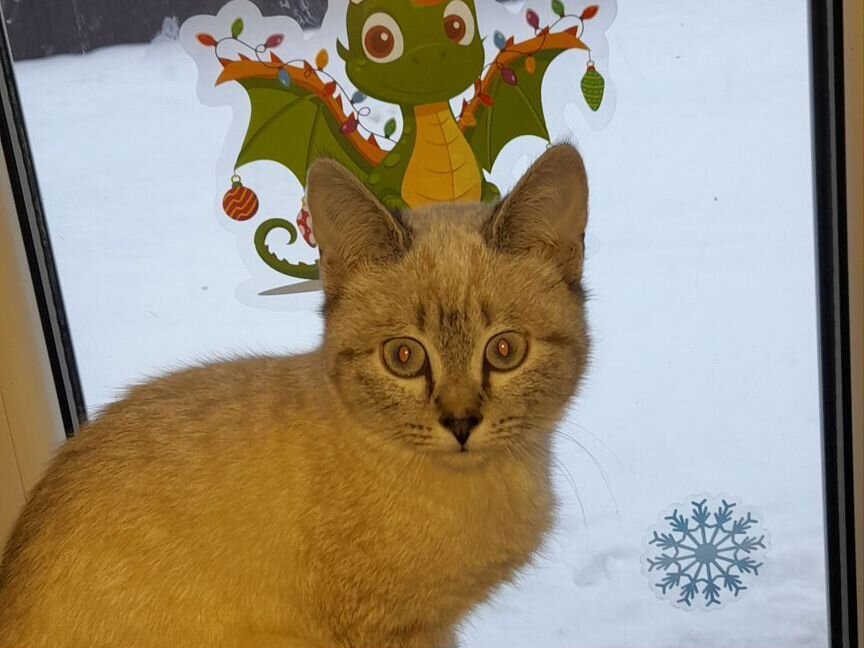 Сиамский котенок бесплатно
