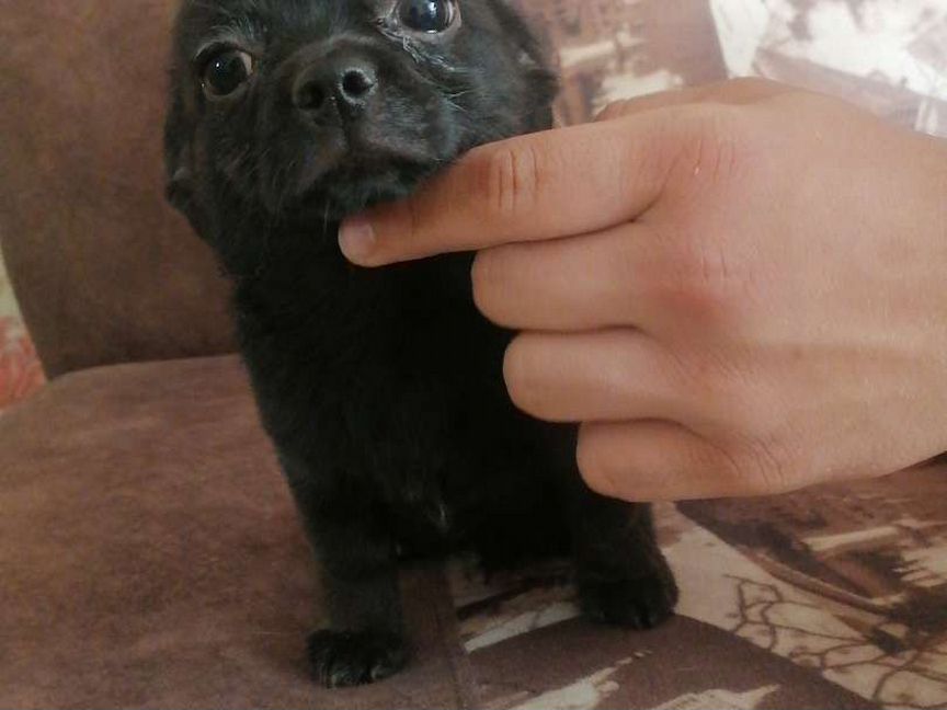 Маленькая собака чихуахуа