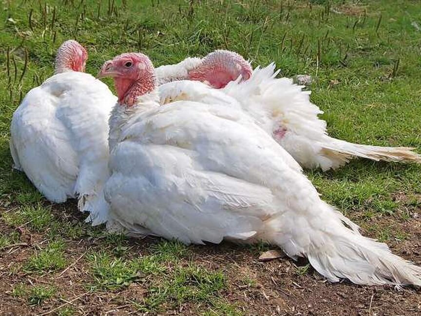 Мясо индюка