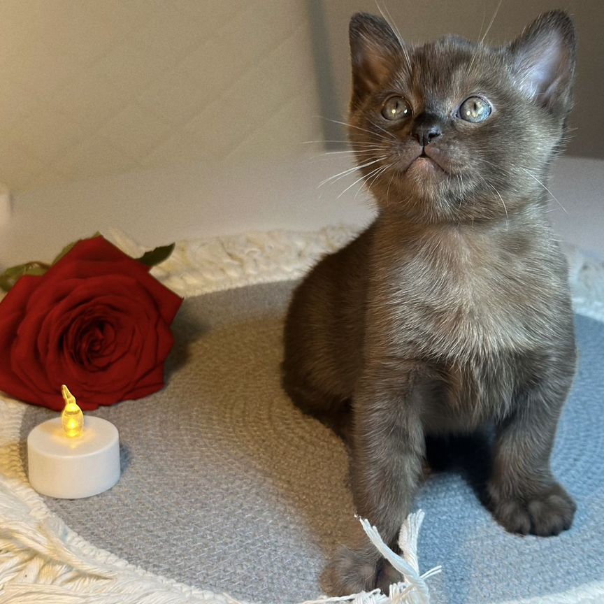 Европейский бурманский котёнок