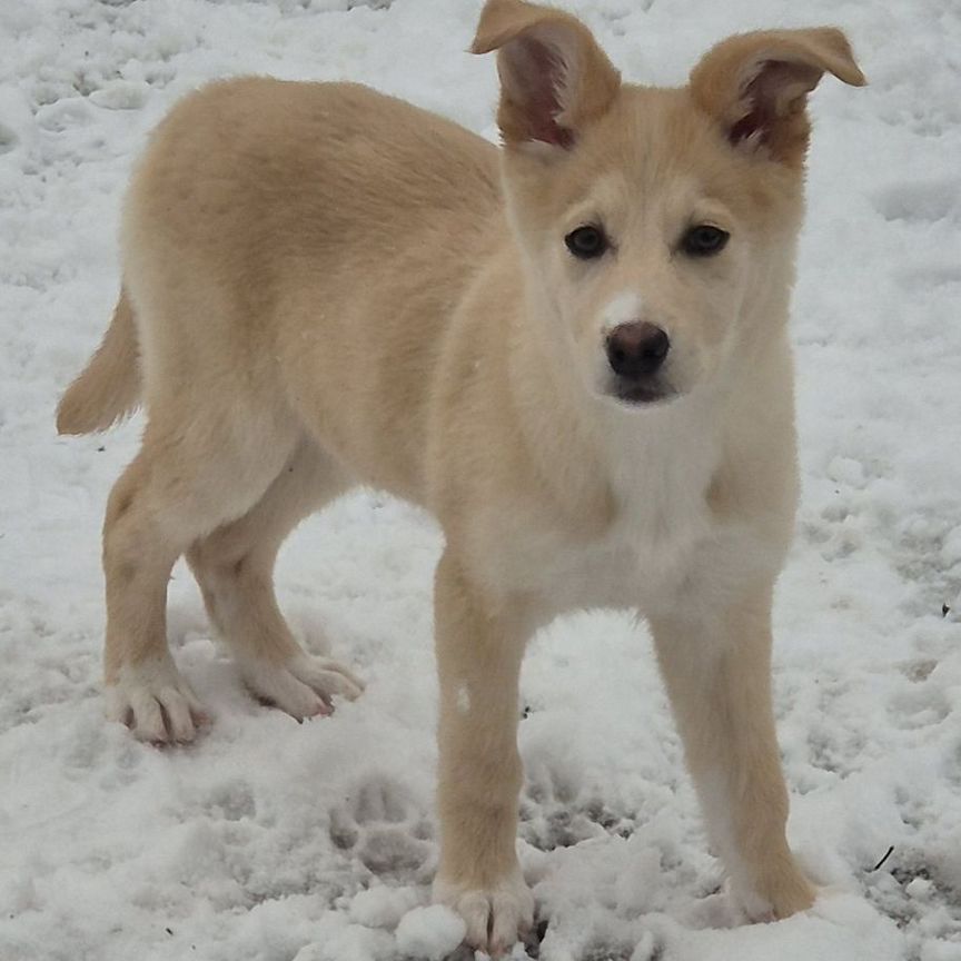 Щенок в добрые руки