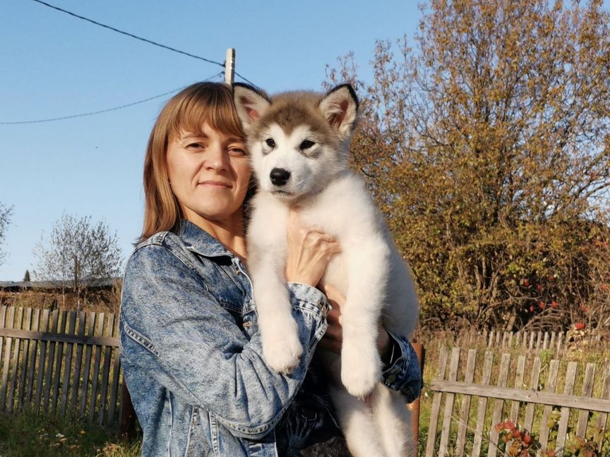 Аляскинский маламут щенки РКФ