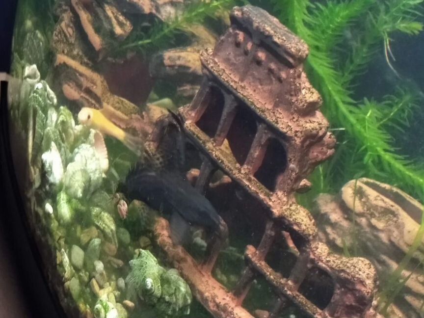 Отдам бесплатно 3 сомиков, убираем аквариум