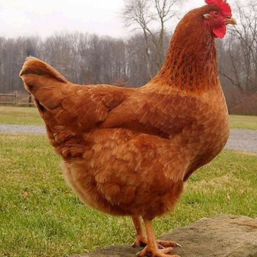 Цветной бройлер Ред Бро