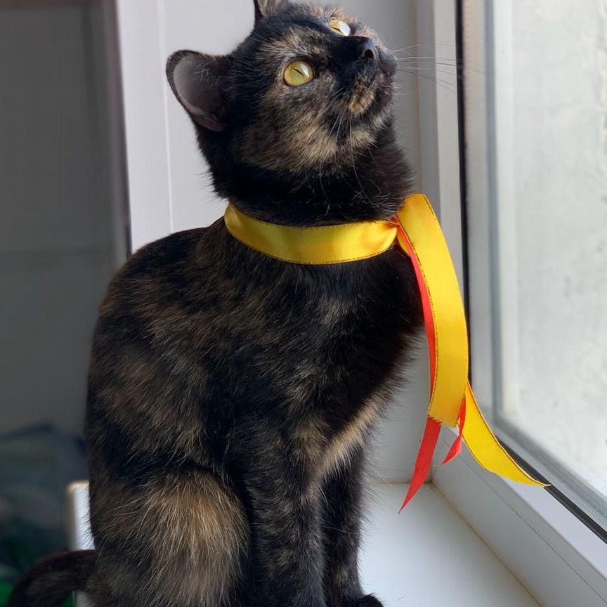 Кошка Маша в семью