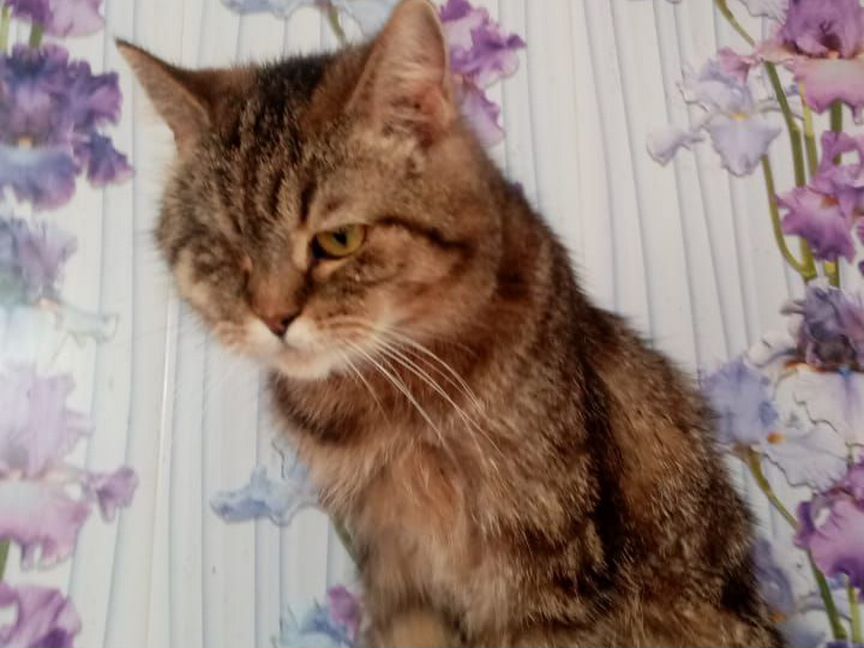 Кошка