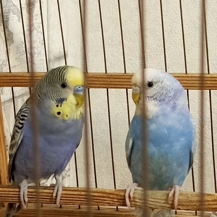 Птенцы волнистого попугая