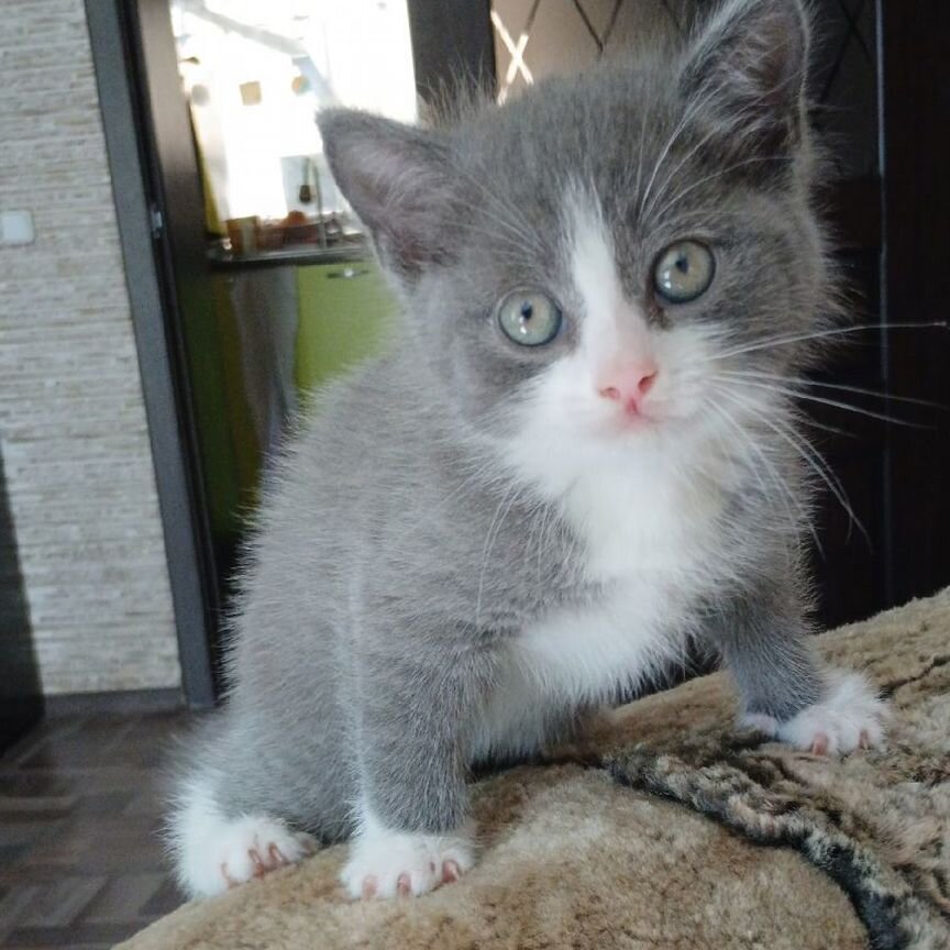 Котёнок в добрые руки