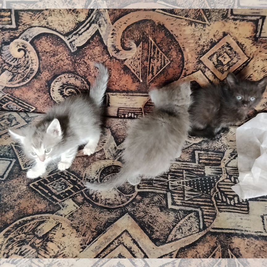 Тайский котёнок