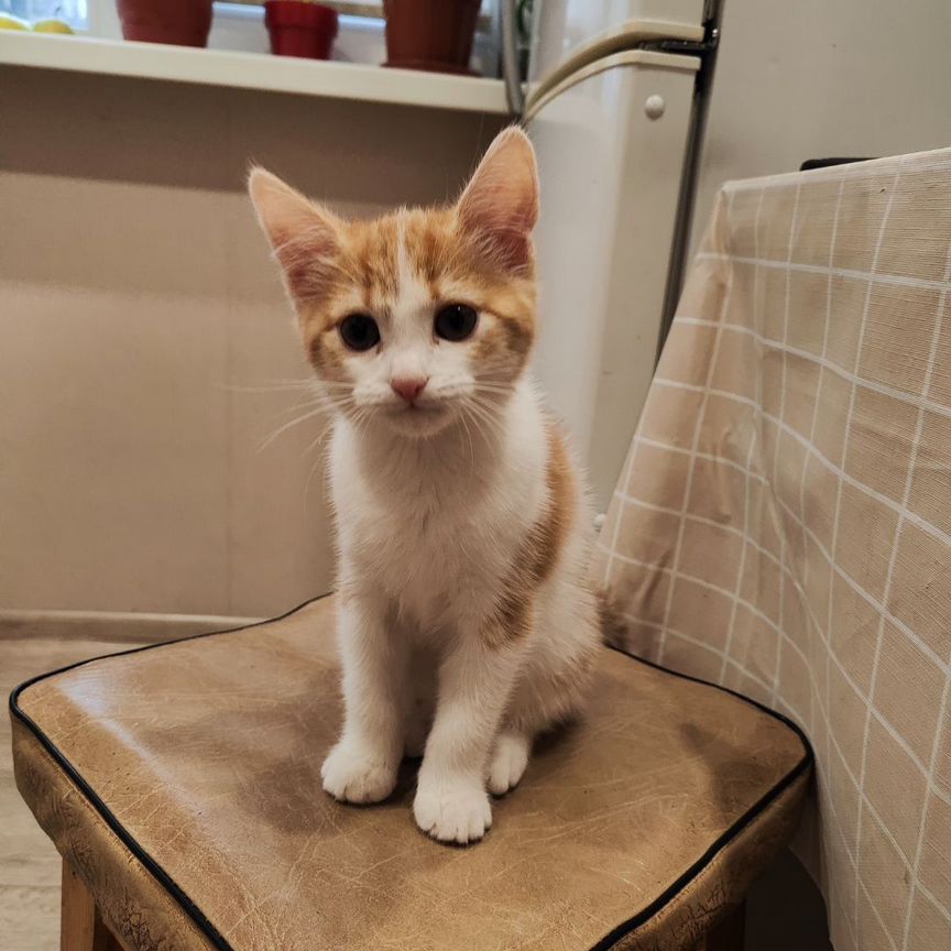 Котенок в добрые руки, мальчик,к лотку приучен