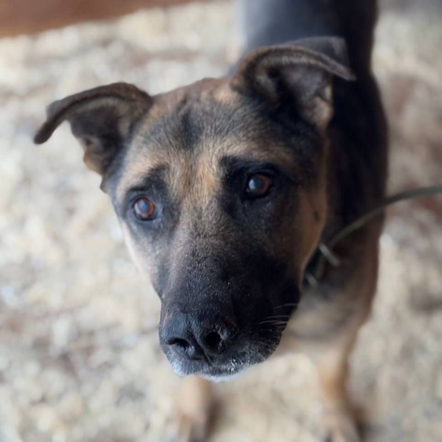 Пожилой бывшедомашний пёс Джой попал в приют