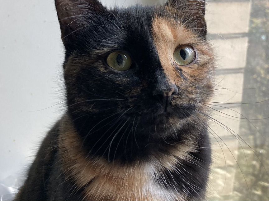 Кошки в добрые руки бесплатно