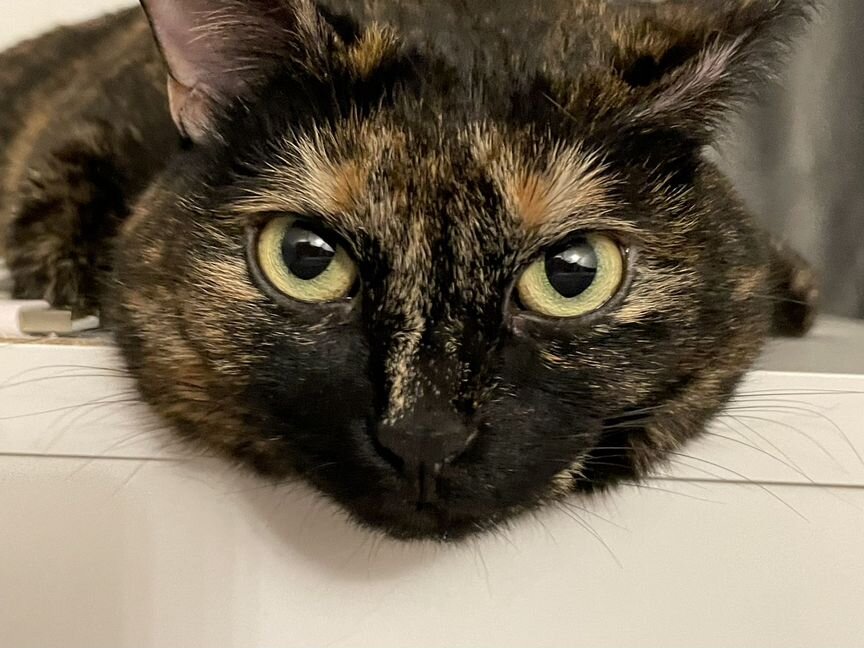 Полубританская кошка черепашьего окраса