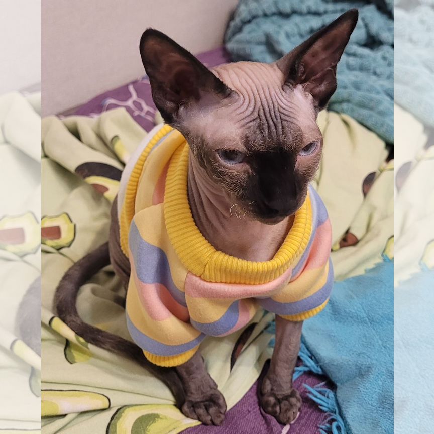 Котенок канадский сфинкс