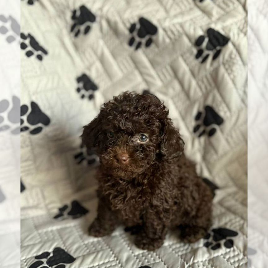 Той-пудель, щенок