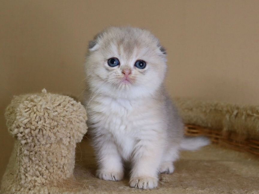 Голубая золотая кошечка скоттиш фолд