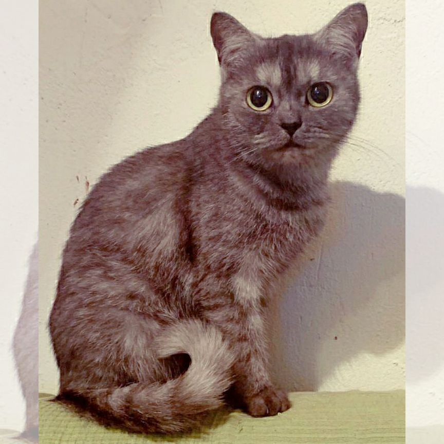 Кошка голубая черепаховая