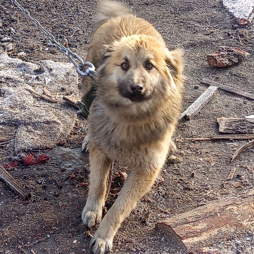 Щенок в добрые руки