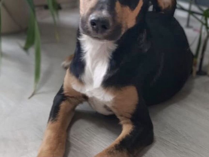 Щенок бесплатно в добрые руки