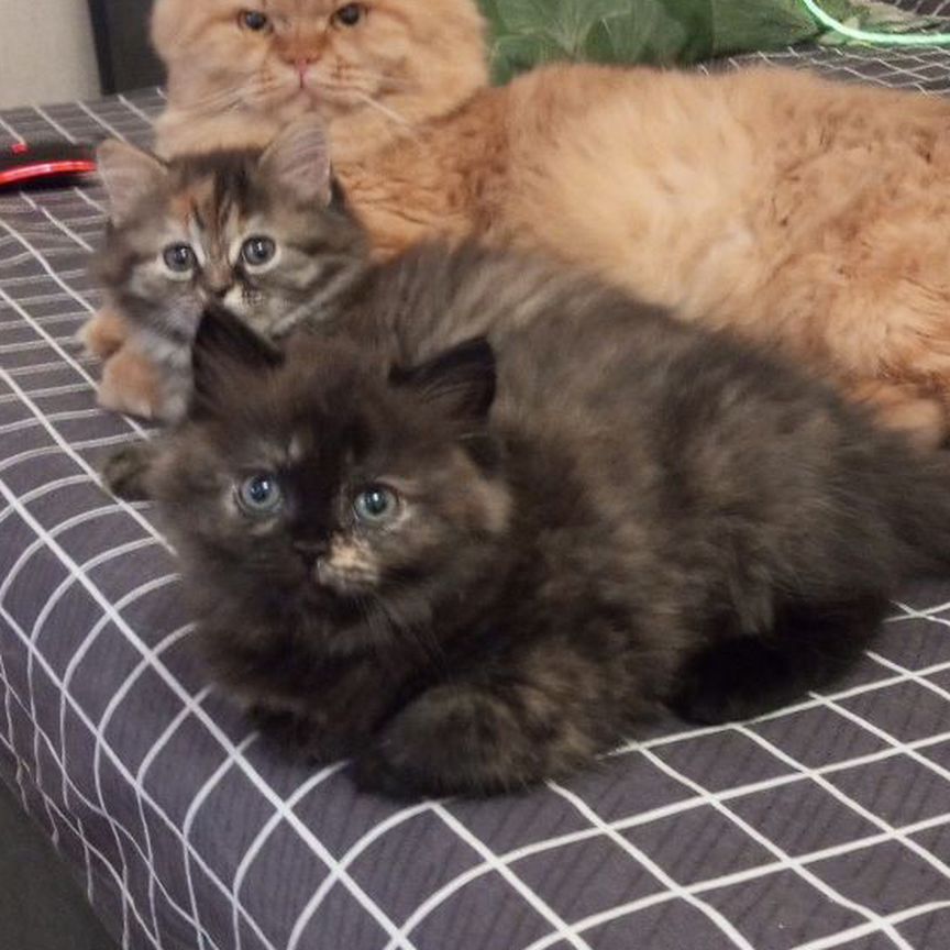 Шотландские котята