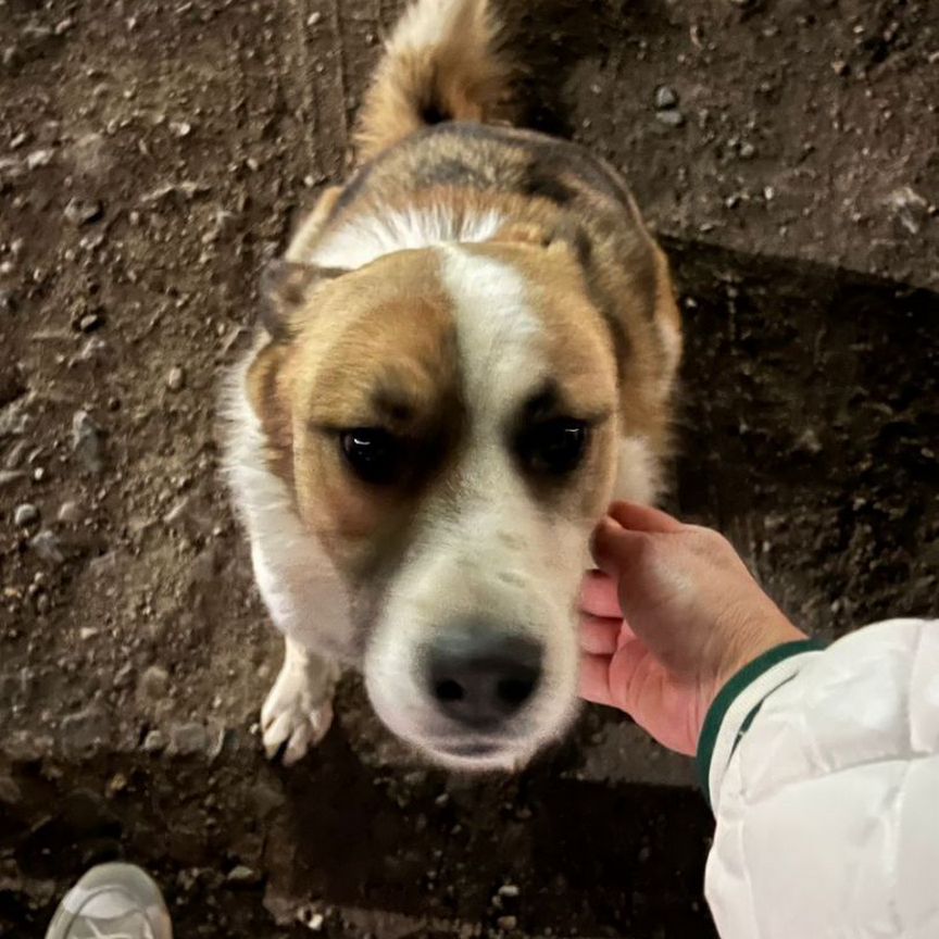 Собака в добрые руки
