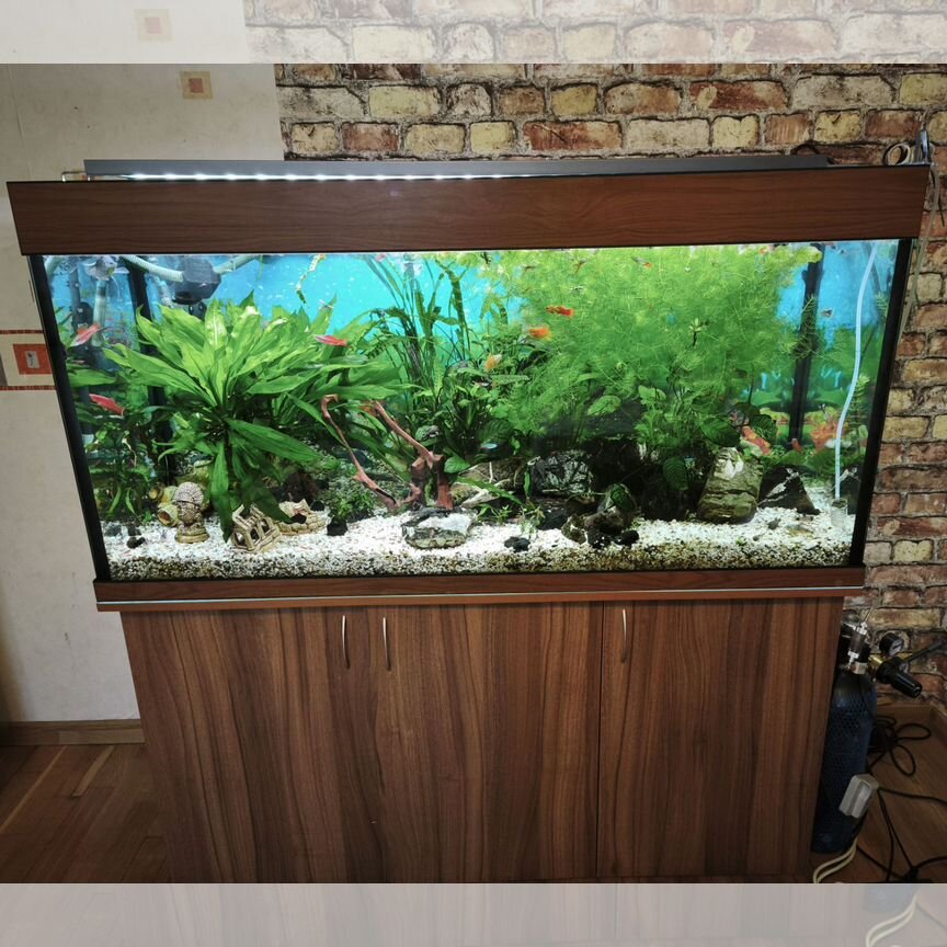 Пресноводный аквариум