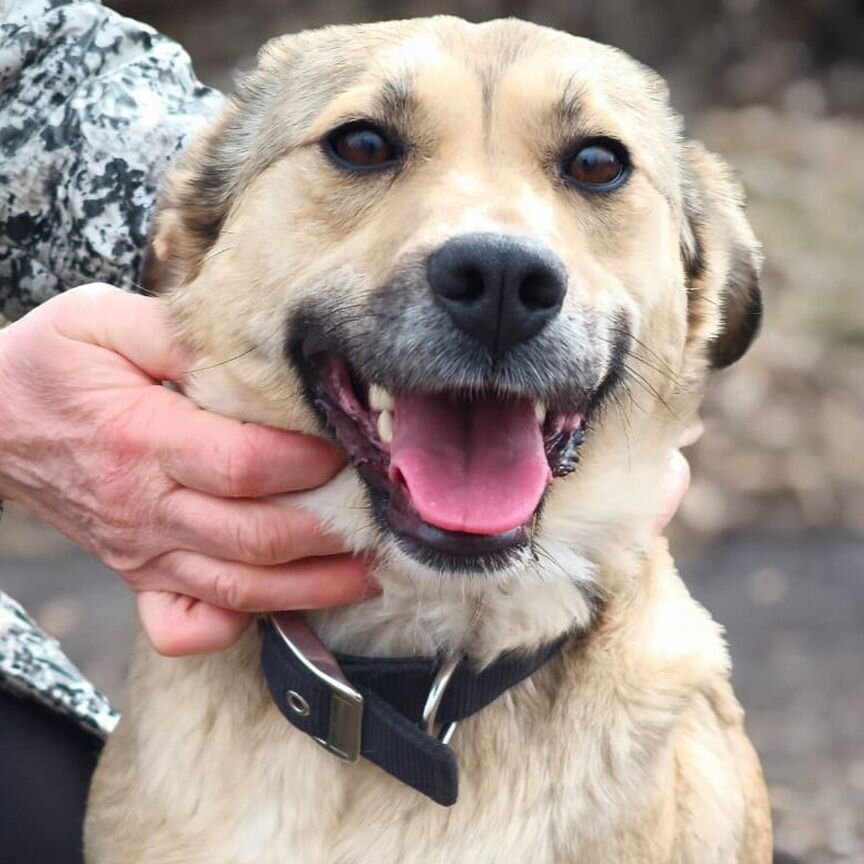 Собака в семью