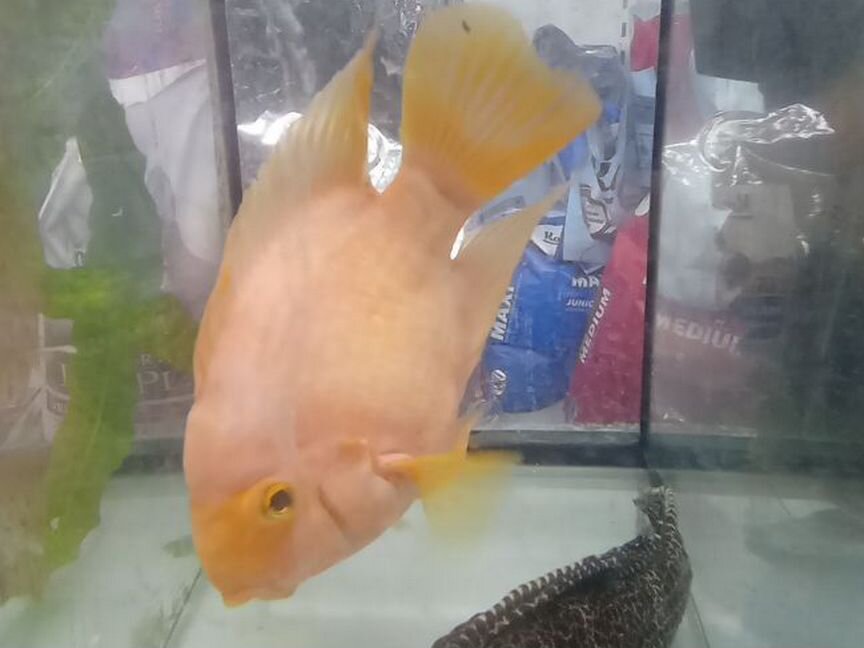 Аквариумные рыбки