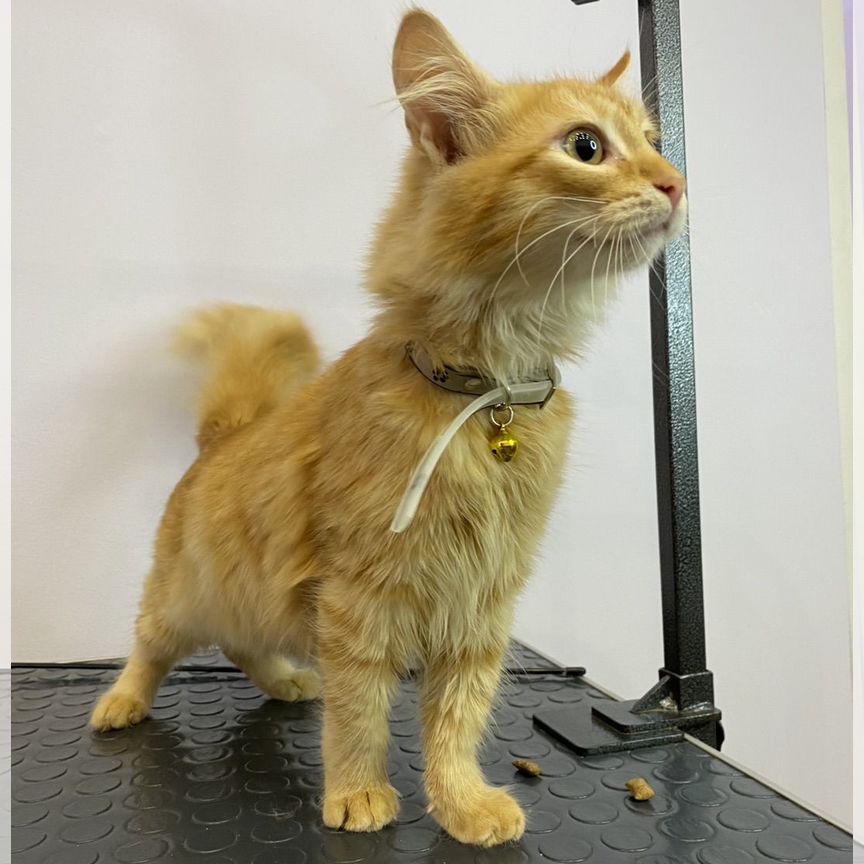 Рыжий котенок Монти