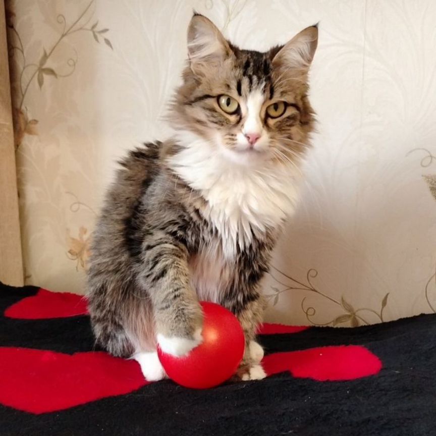 Молодая кошечка