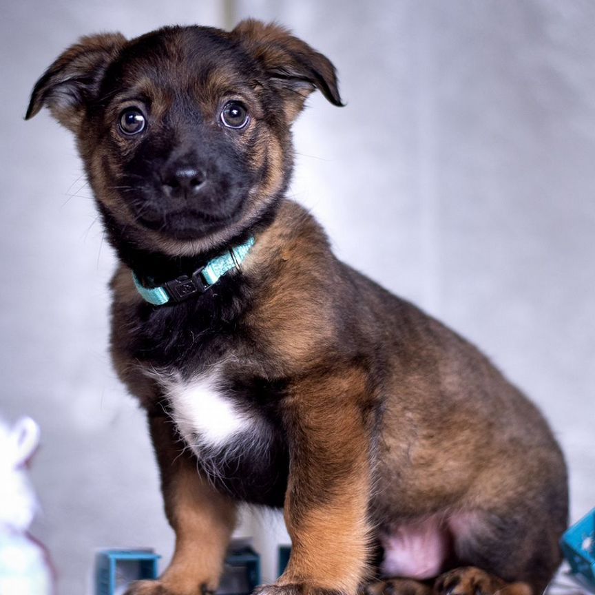 Щенок в добрые руки