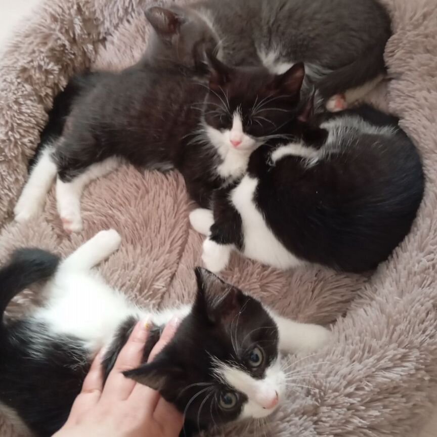 Котёнок в добрые руки