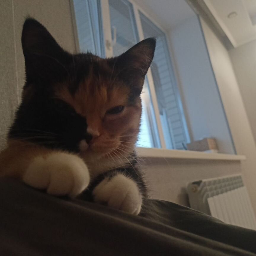 Сибирский котёнок