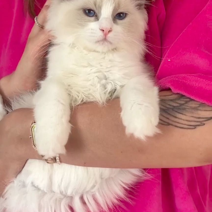 Мальчик рэгдолл с родословной