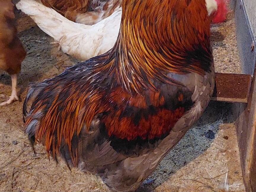 Куры несушки продам