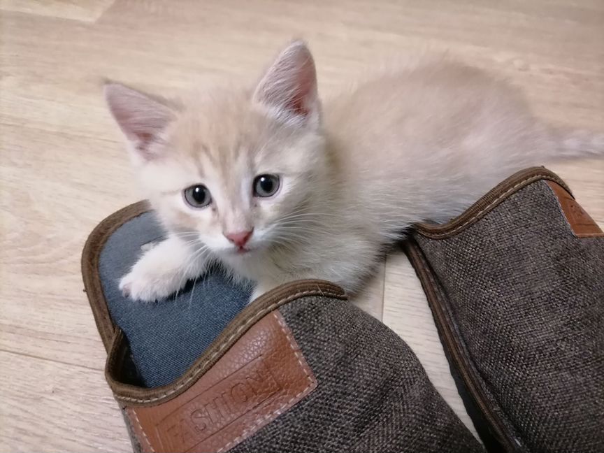 Красивые котята в добрые руки
