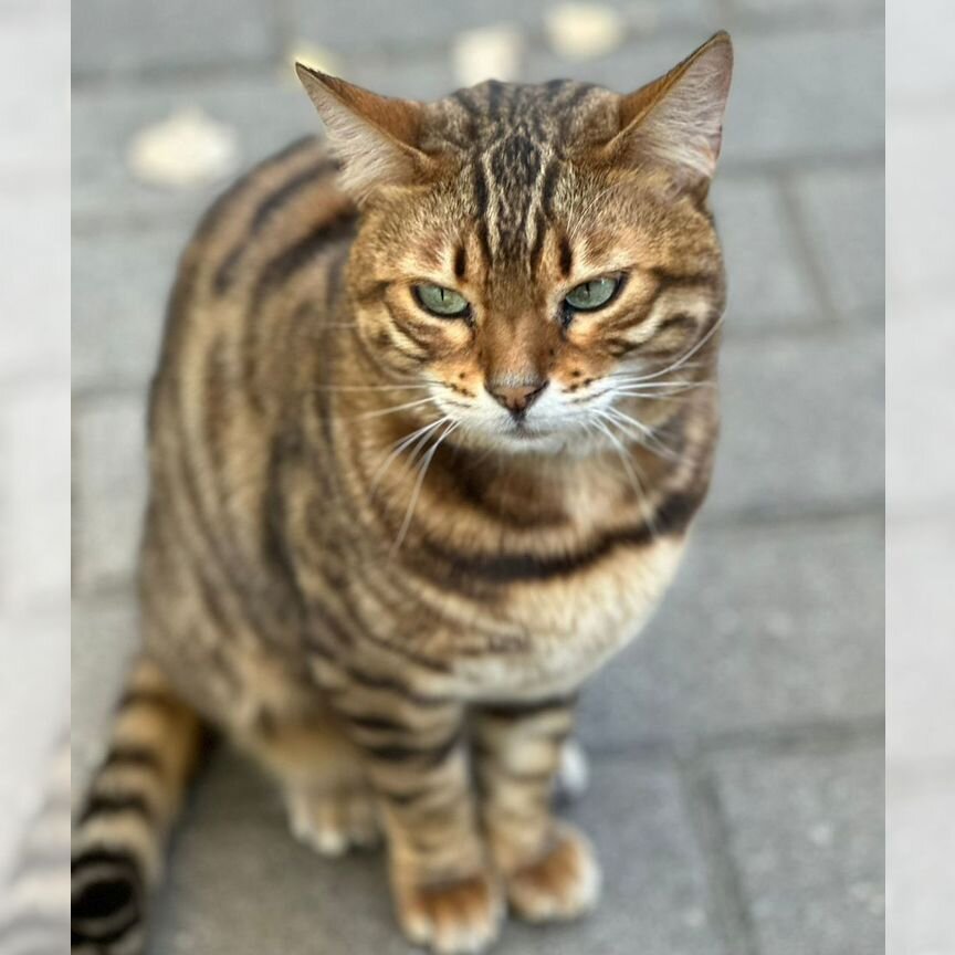 Ласковая бенгалочка Маруся