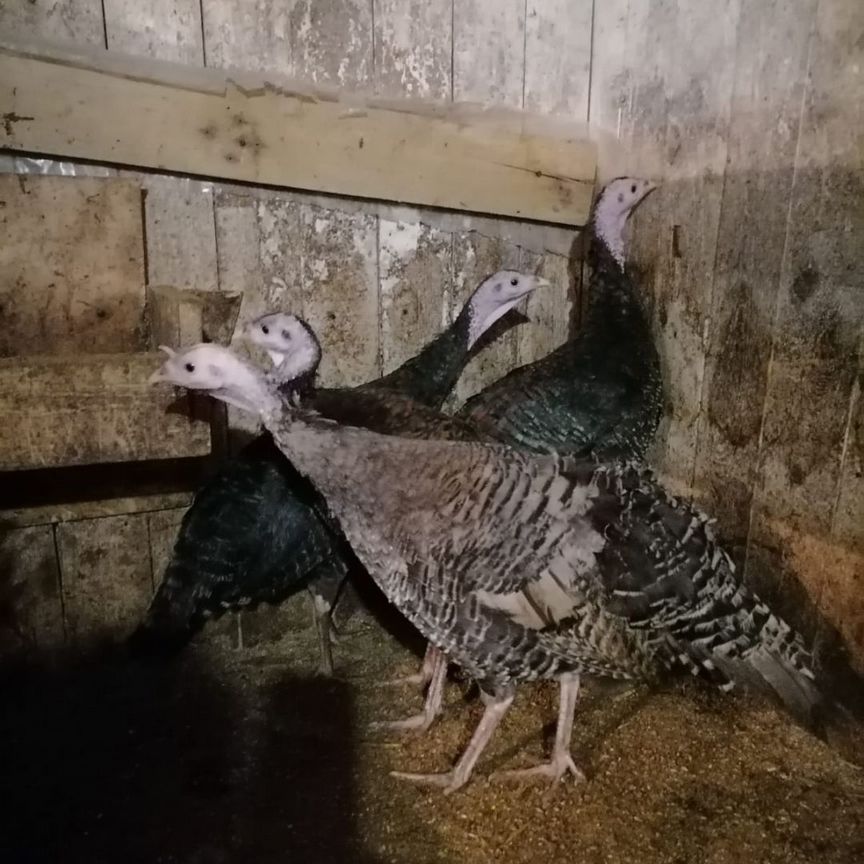 Индюки. Американская дикая