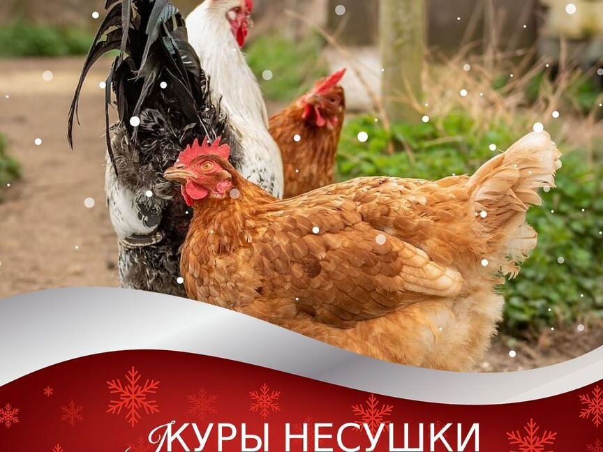 Куры несушки