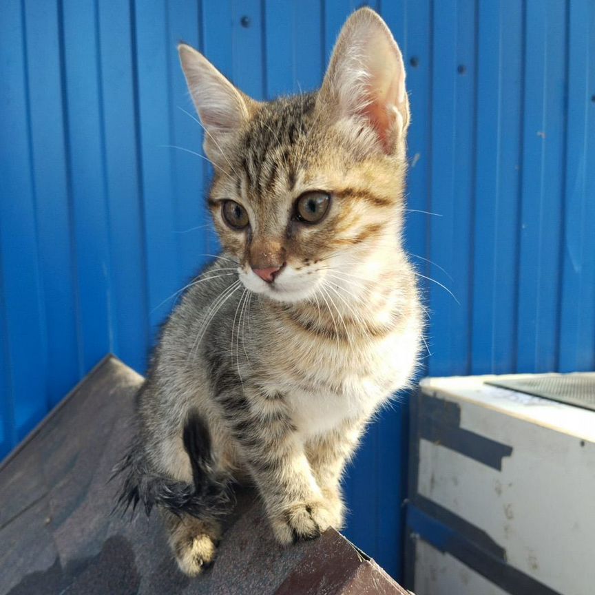 Котенок мальчик 3 мес